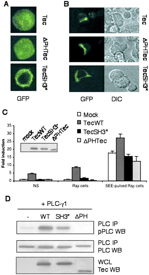 Tec Kinase Migrates to the T Cell-APC Interface Independently of Its ...