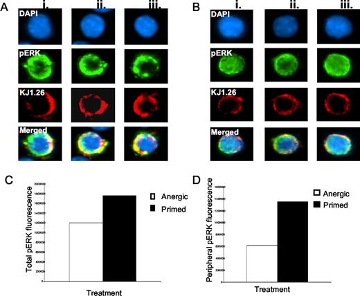 Differences in the Kinetics, Amplitude, and Localization of ERK ...