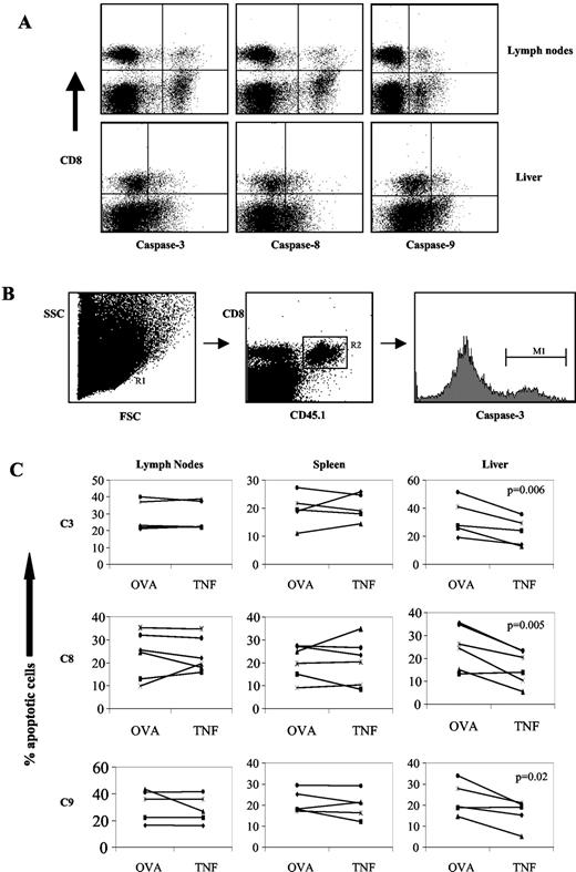 TNF-α Controls Intrahepatic T Cell Apoptosis and Peripheral T Cell ...