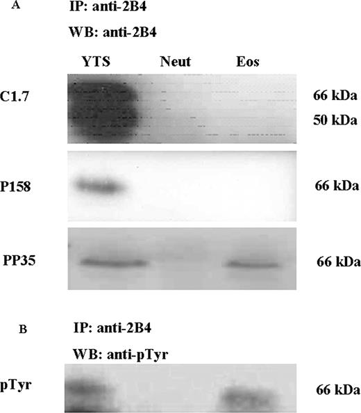 2B4 (CD244) Is Expressed and Functional on Human Eosinophils1 | The ...