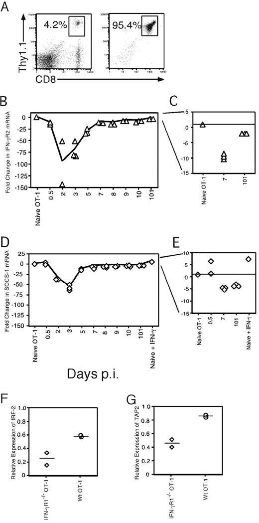 Dynamic Regulation Of Ifn γ Signaling In Antigen Specific Cd8 T Cells
