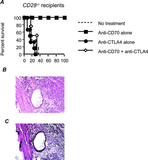CD70 Signaling Is Critical for CD28-Independent CD8+ T Cell-Mediated ...