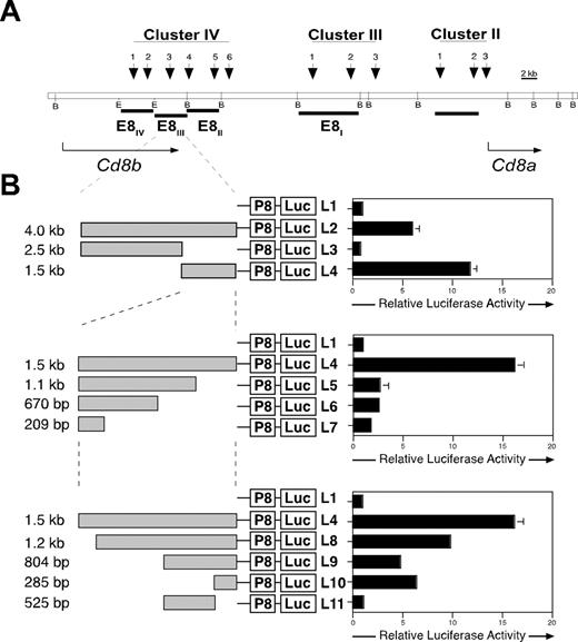 Functional and Molecular Analysis of the Double-Positive Stage-Specific ...