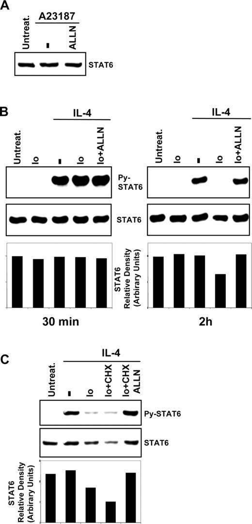 Proteolytic Regulation of Activated STAT6 by Calpains1 | The Journal of ...