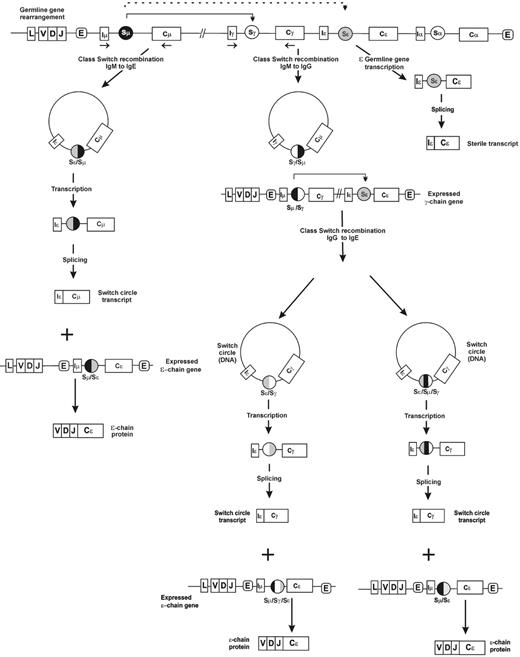 Allergen Drives Class Switching To Ige In The Nasal Mucosa In Allergic