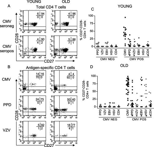 Cytomegalovirus Specific Cd4 T Cells In Healthy Carriers Are