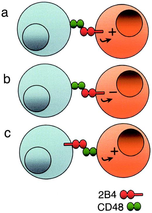 2B4/CD48-Mediated Regulation of Lymphocyte Activation and Function 1 ...