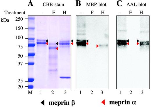 Mannan-Binding Protein Blocks the Activation of Metalloproteases Meprin ...