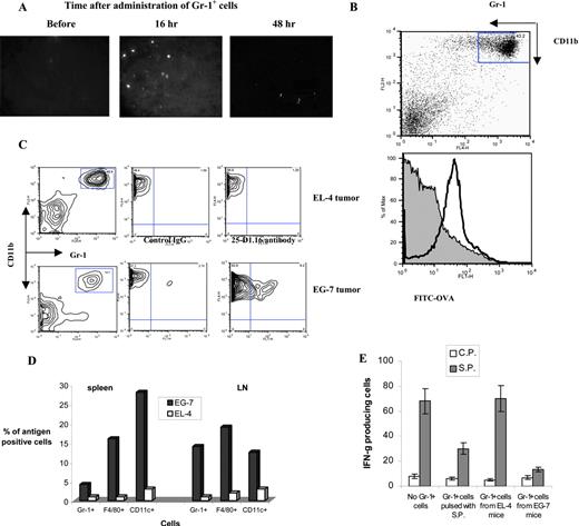 Tumor Associated Cd8 T Cell Tolerance Induced By Bone Marrow Derived