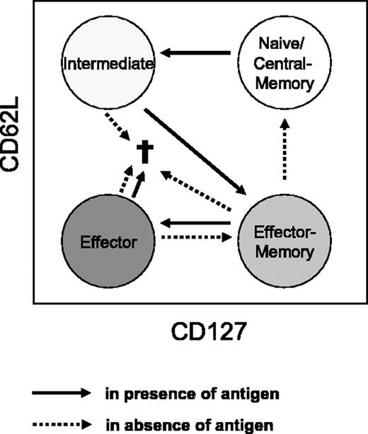 Functional Properties and Lineage Relationship of CD8+ T Cell Subsets ...