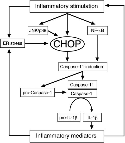 C/EBP Homologous Protein (CHOP) Is Crucial for the Induction of Caspase ...