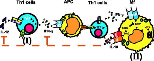 Tyk2 Negatively Regulates Adaptive Th1 Immunity by Mediating IL-10 ...