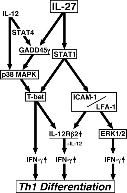 IL-27 Induces Th1 Differentiation via p38 MAPK/T-bet- and Intercellular ...