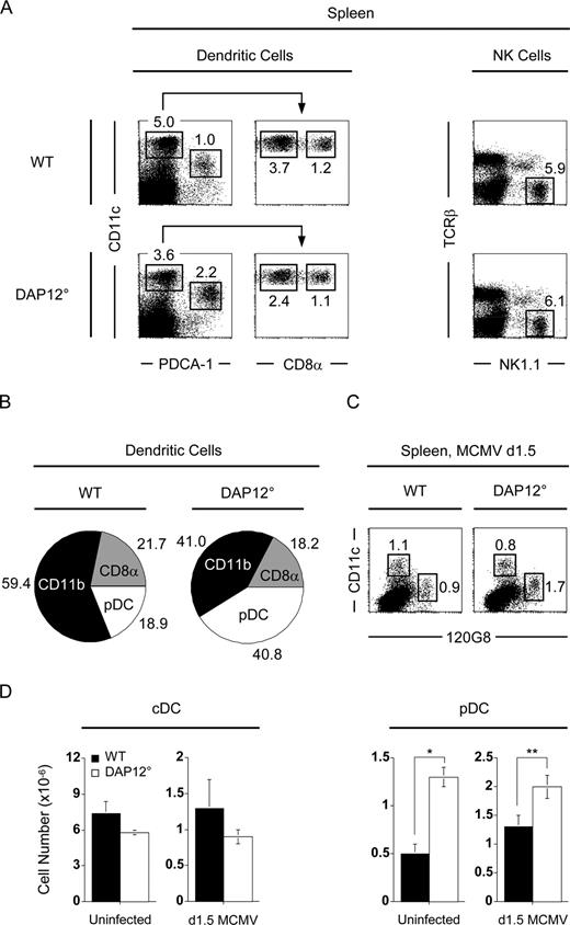 DAP12 Signaling Regulates Plasmacytoid Dendritic Cell Homeostasis and ...