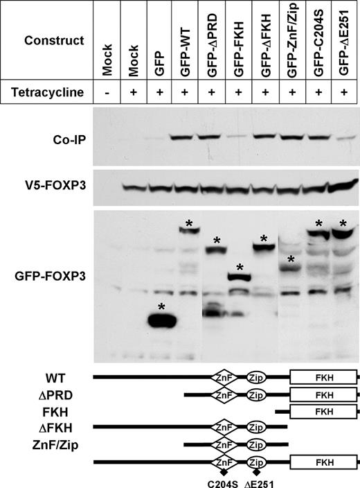 Analysis of FOXP3 Reveals Multiple Domains Required for Its Function as ...