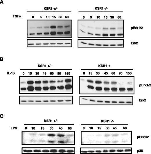 The MAPK Scaffold Kinase Suppressor of Ras Is Involved in ERK ... The MAPK Scaffold Kinase Suppressor of Ras Is Involved in ERK ...