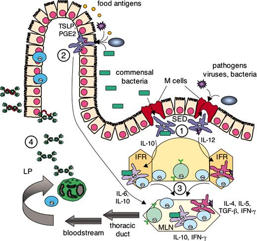Roundtrip Ticket for Secretory IgA: Role in Mucosal Homeostasis?1 | The ...