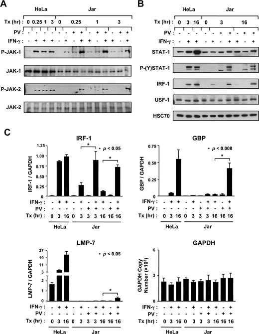 Dampening of IFN-γ-Inducible Gene Expression in Human Choriocarcinoma ...