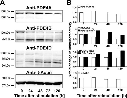 Differential Expression and Function of Phosphodiesterase 4 (PDE4 ...