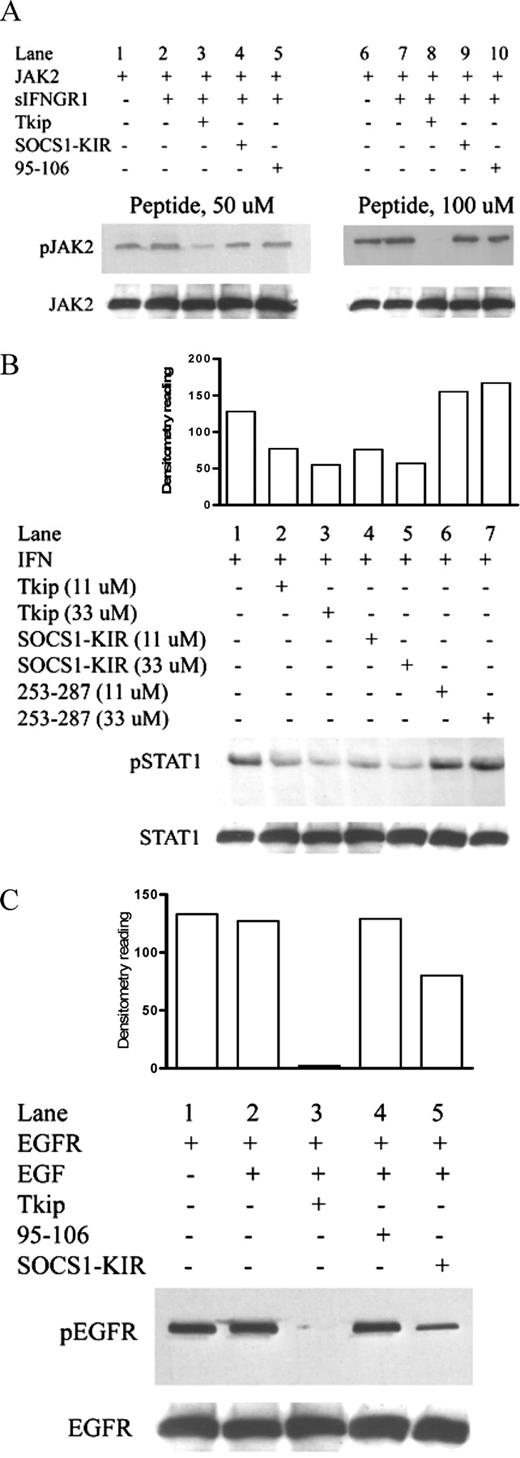 Both The Suppressor Of Cytokine Signaling 1 Socs 1 Kinase Inhibitory