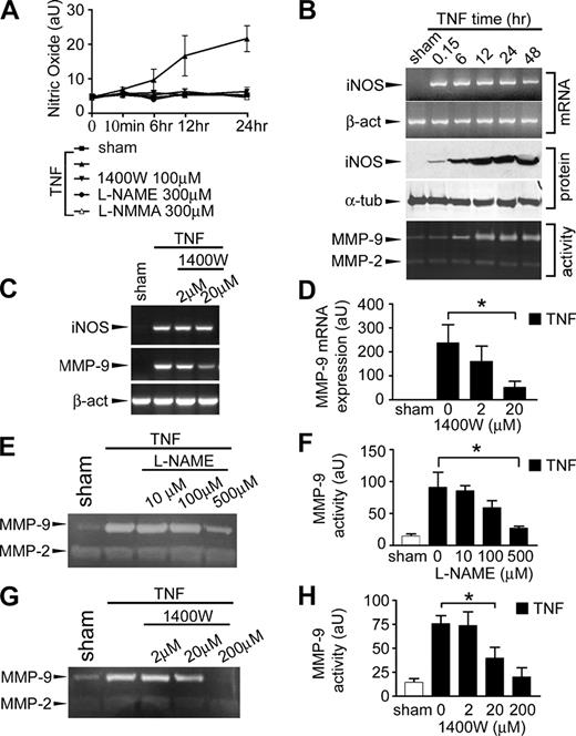 The Transcription Factor Wilms Tumor 1 Regulates Matrix