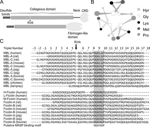 Localization and Characterization of the Mannose-Binding Lectin (MBL ...