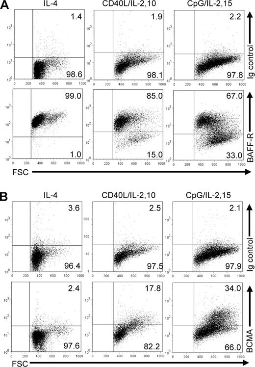 Regulated Expression Of Baff Binding Receptors During Human B Cell