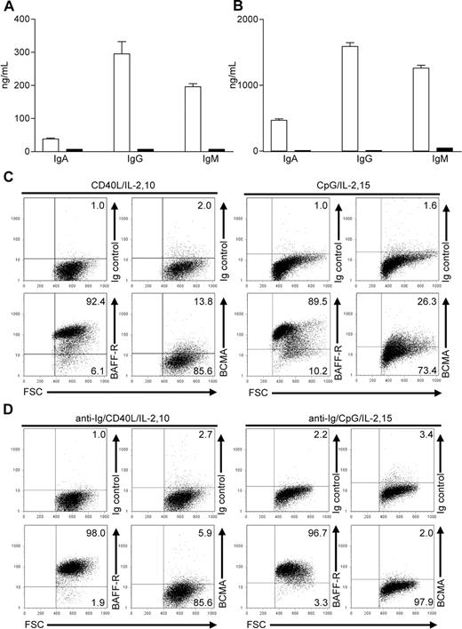 Regulated Expression Of Baff Binding Receptors During Human B Cell
