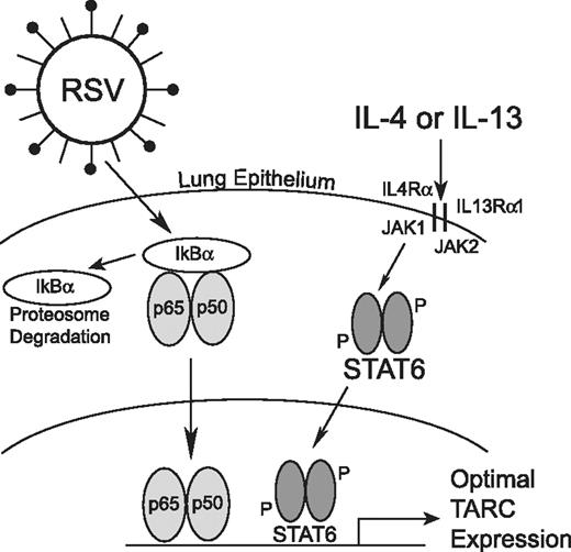 Respiratory Syncytial Virus Synergizes with Th2 Cytokines to Induce ...