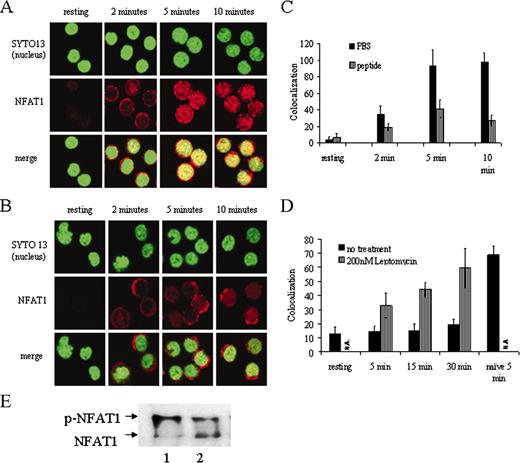 Reciprocal NFAT1 and NFAT2 Nuclear Localization in CD8+ Anergic T Cells ...