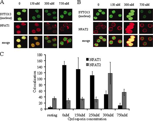 Reciprocal NFAT1 and NFAT2 Nuclear Localization in CD8+ Anergic T Cells ...