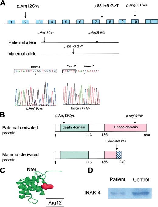 TLR9 Activation Induces Normal Neutrophil Responses in a Child with ...