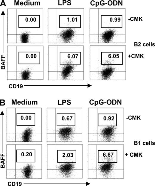 In Vitro and In Vivo Activation Induces BAFF and APRIL Expression in B ...