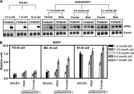 In Vitro and In Vivo Activation Induces BAFF and APRIL Expression in B ...