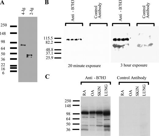 Interactions of T Cells with Fibroblast-Like Synoviocytes: Role of the ...