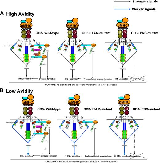 The Proline-Rich Sequence of CD3ε as an Amplifier of Low-Avidity TCR ...