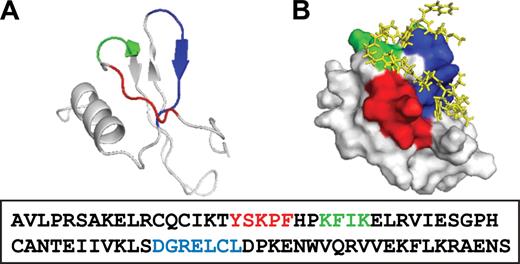IL-8 as Antibody Therapeutic Target in Inflammatory Diseases: Reduction ...