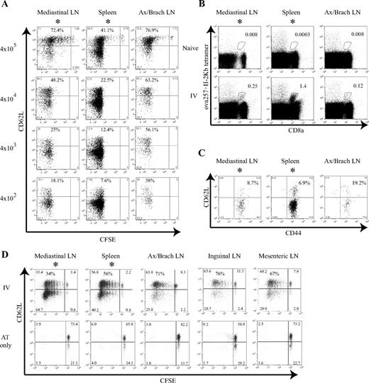 Activated Cd8 T Cells Redistribute To Antigen Free Lymph Nodes And