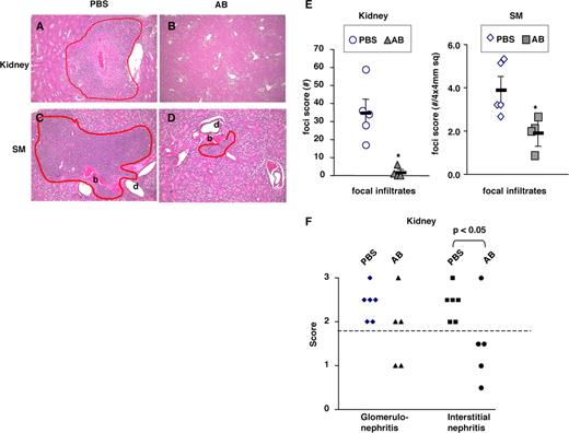 B Cell Depletion with Anti-CD79 mAbs Ameliorates Autoimmune Disease in ...