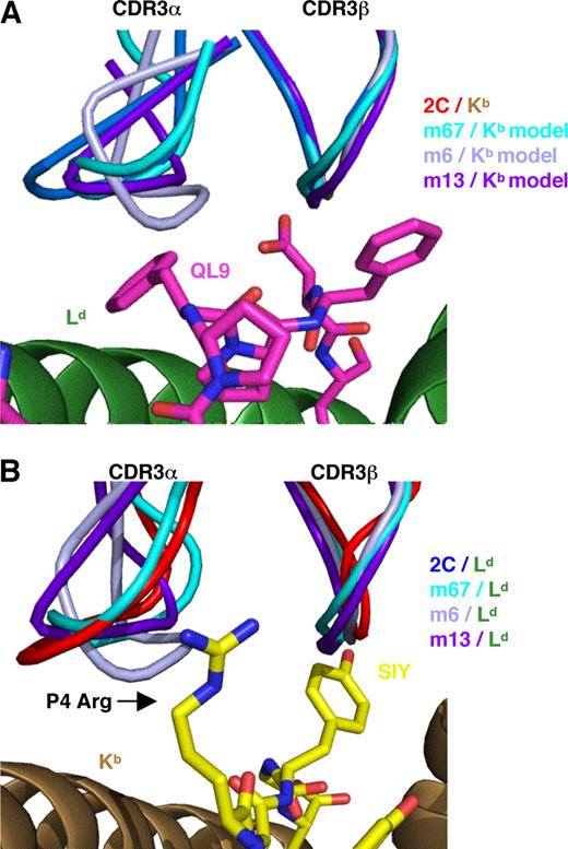 Distinct CDR3 Conformations in TCRs Determine the Level of Cross ...