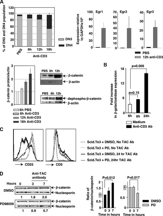 Pre Tcr Induced β Catenin Facilitates Traversal Through β Selection1