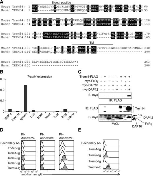 A New Triggering Receptor Expressed on Myeloid Cells (Trem) Family Member, Trem-Like 4, Binds to ...