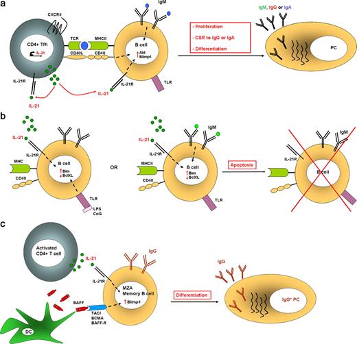 IL-21: An Executor of B Cell Fate1 | The Journal of Immunology ...