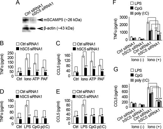 Human SCAMP5, a Novel Secretory Carrier Membrane Protein, Facilitates ...