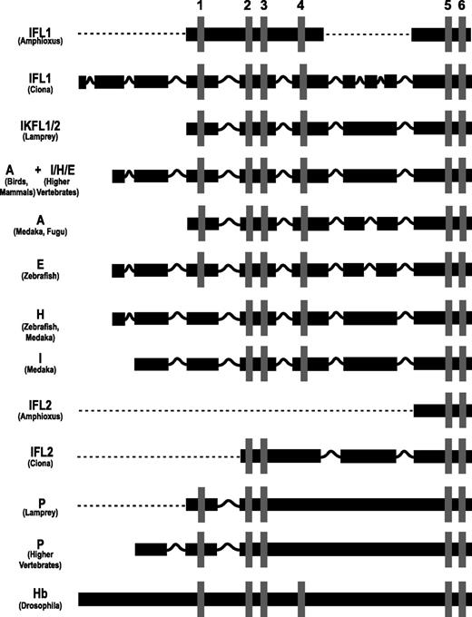 Evolution of the Ikaros Gene Family: Implications for the Origins of ...