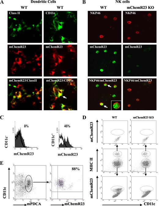 Mouse ChemR23 Is Expressed in Dendritic Cell Subsets and Macrophages ...