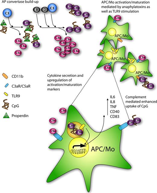 Complement Activation by CpG in a Human Whole Blood Loop System ...