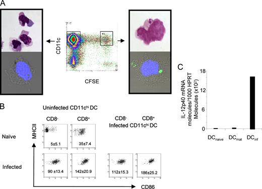 Dendritic Cells Matured by Inflammation Induce CD86-Dependent Priming ...