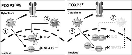 FOXP3 Inhibits Activation-Induced NFAT2 Expression in T Cells Thereby Limiting Effector Cytokine ...