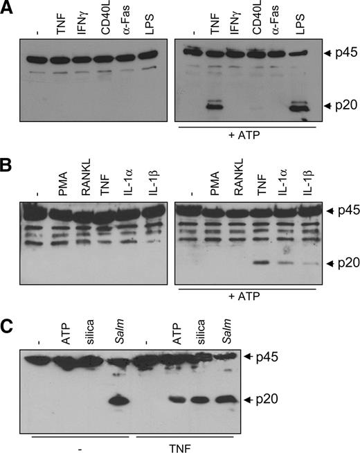Cutting Edge Tnf α Mediates Sensitization To Atp And Silica Via The